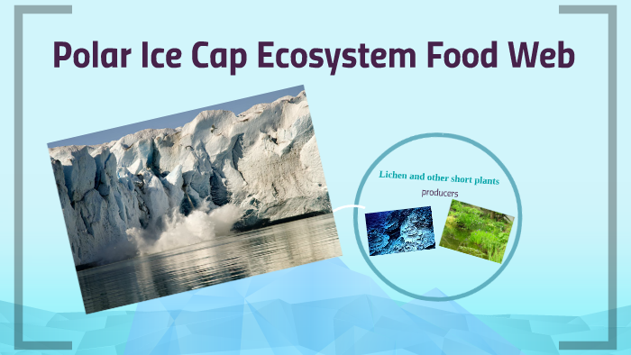 Polar Ice Cap Ecosystem Food Web by Jessica Zhang on Prezi
