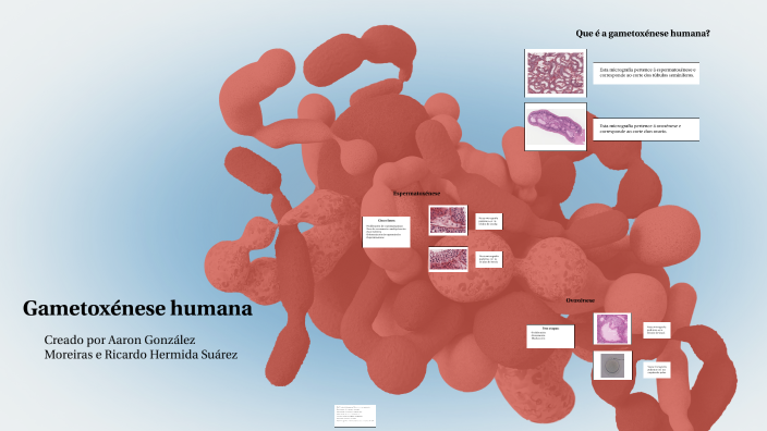 Gametoxénese humana by Ricardo Hermida Suárez on Prezi