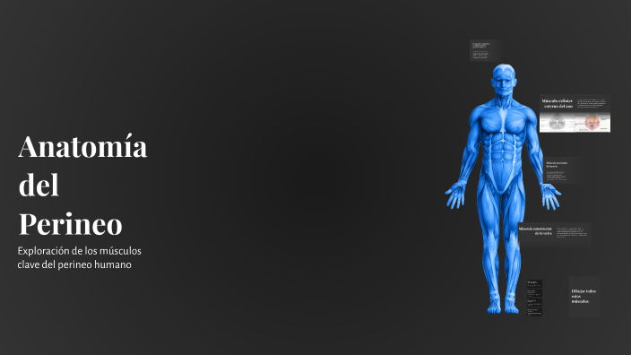 Anatomía del Perineo by Karol Velásquez Romero on Prezi