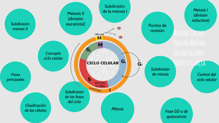CICLO CELULAR by elisabeth lopez on Prezi