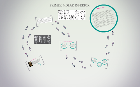 PRIMER MOLAR INFERIOR by leonardo monsalve on Prezi