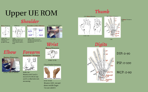 Upper UE ROM by Liz Rowe on Prezi