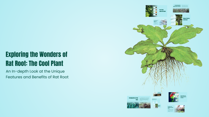 Exploring the Wonders of Rat Root: The Cool Plant by Brody Podmore on Prezi