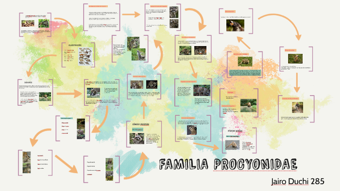 FAMILIA PROCYONIDAE by Jairo Duchi Yumi on Prezi