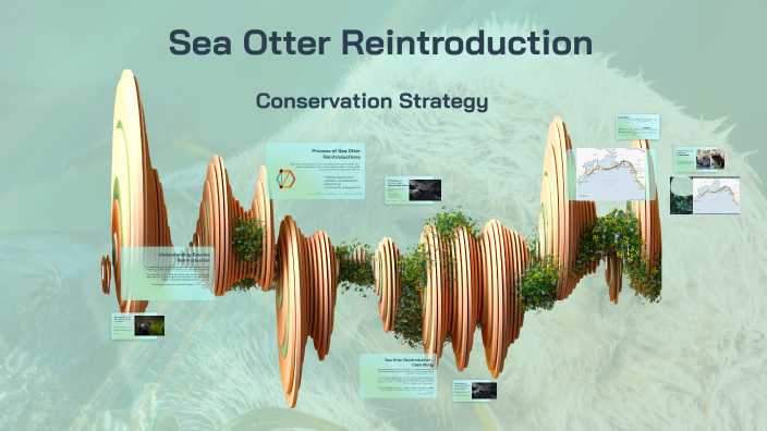 Reviving Ecosystems: Sea Otter Reintroduction by Nicole Stockley on Prezi