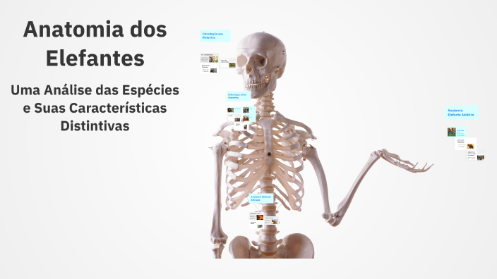 Anatomia dos Elefantes by Carolina on Prezi