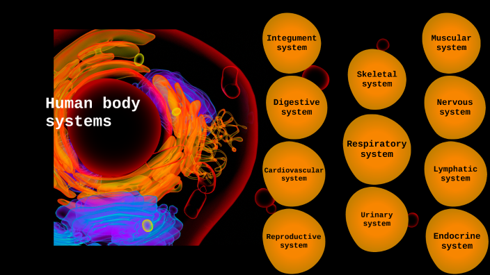 Human Body systems by Rogan Booth on Prezi