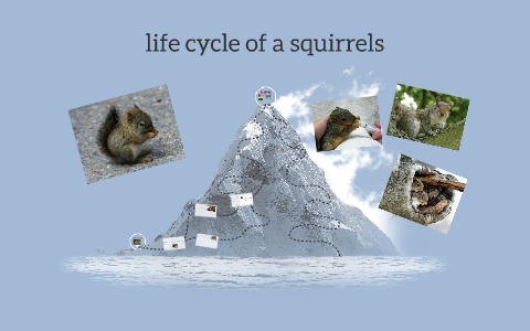 life cycle of a squirrels by Rinn S