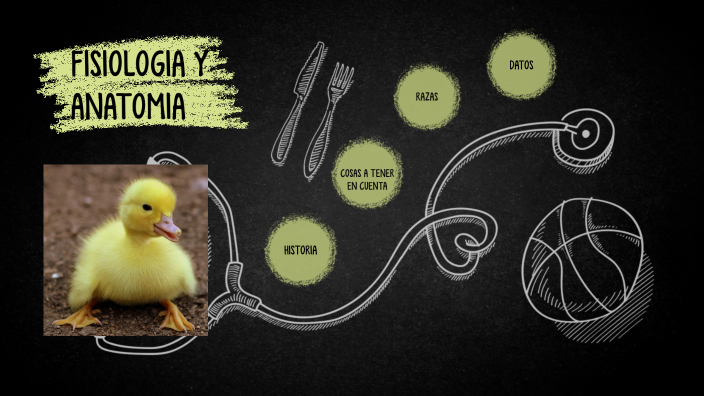 ANATOMIA Y FISIOLOGIA DEL PATO by KELY QUISPE FERRO on Prezi