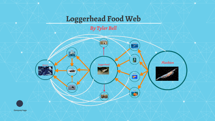 Loggerhead Food Web by on Prezi