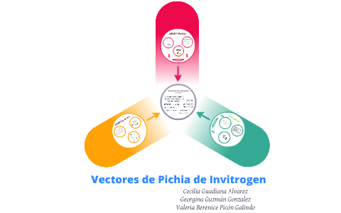 Vectores de Pichia pastoris by Valeria Picon Galindo on Prezi