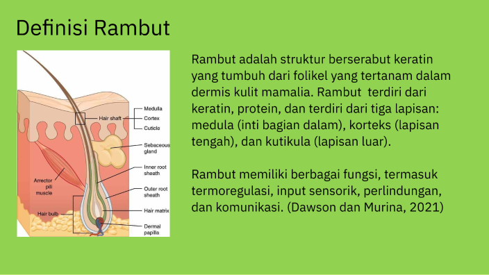 Rambut adalah struktur berserabut keratin yang tumbuh dari folikel yang ...