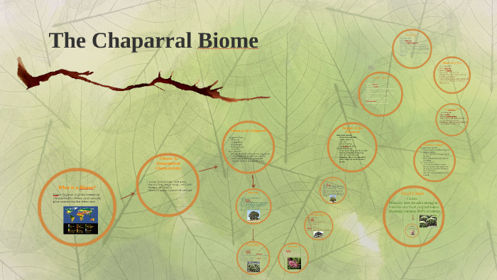 The Chaparral Biome by Nathan Ho on Prezi