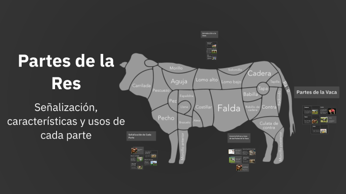 Partes de la Res by Leslie Matzar on Prezi