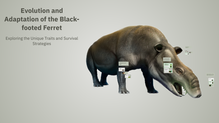 Evolution and Adaptation of the Black-footed Ferret by anija hesny on Prezi