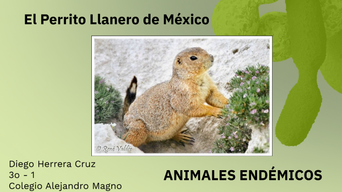 El Perrito Llanero de México by José Antonio Herrera Vizzuett on Prezi