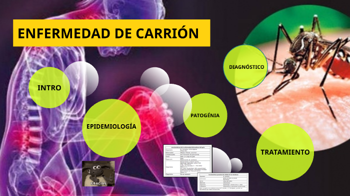 ENFERMEDAD DE CARRIÓN by Luana Carvajal on Prezi
