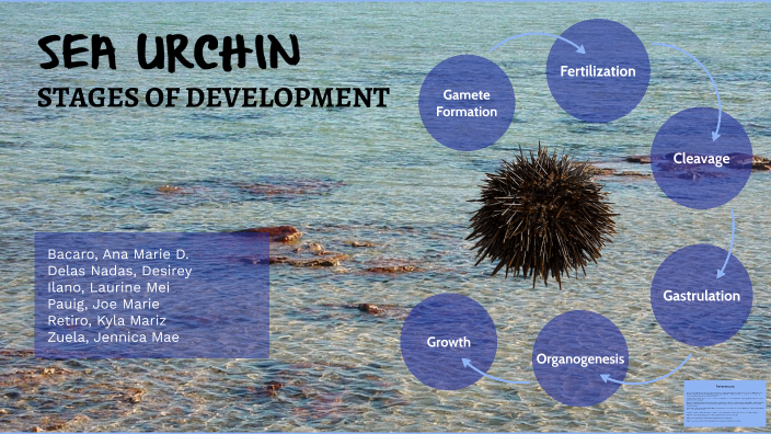 Group 1 - Animal Development in Sea Urchin by ANA MARIE BACARO on Prezi