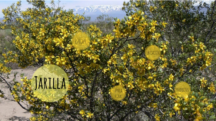 Jarilla by sol lillo on Prezi
