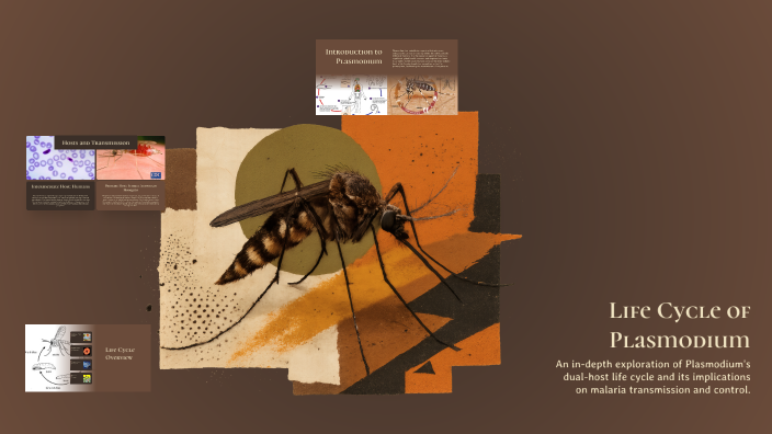 Life Cycle of Plasmodium by Dr. Mahesh Pentewar on Prezi