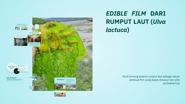 EDIBLE FILM DARI RUMPUT LAUT (Ulva lactuca) by Ayu Wandira on Prezi