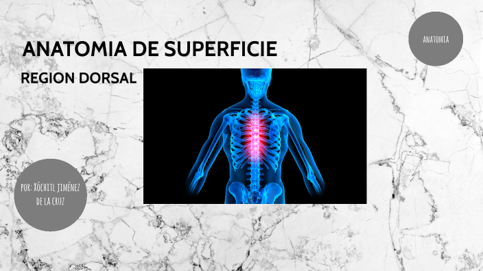 la region dorsal by on Prezi