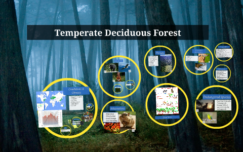Temperate Deciduous Forest by David Lin on Prezi