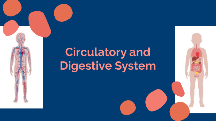 connection between circulatory and digestive system by jana sallam on Prezi