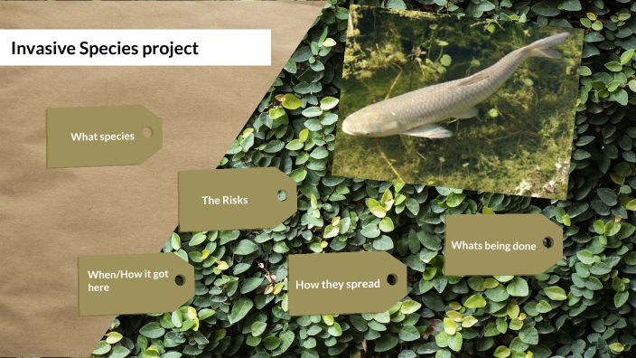 Invasive Species Project by Ava Collins on Prezi