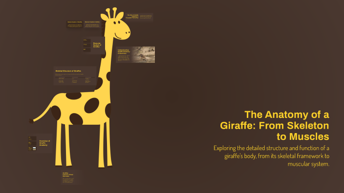 The Anatomy of a Giraffe: From Skeleton to Muscles by Jordy Bergmans on ...