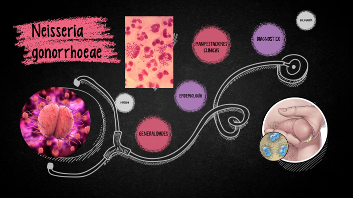 Neisseria gonorrhoeae by Federico Guerrero Alfonso on Prezi