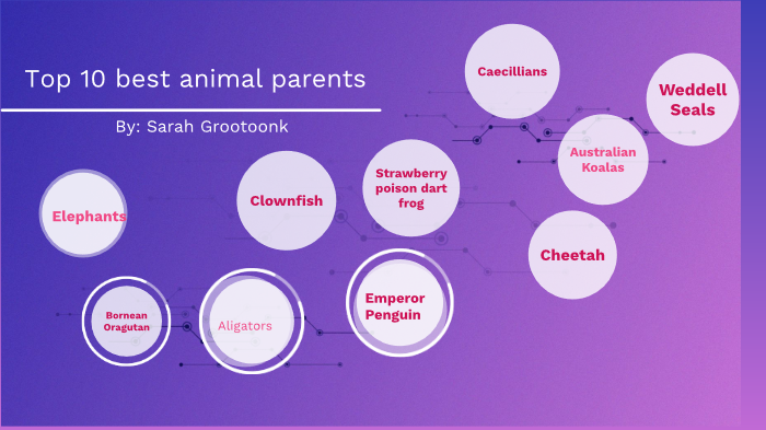Top 10 best animal parents by sarah grootoonk on Prezi