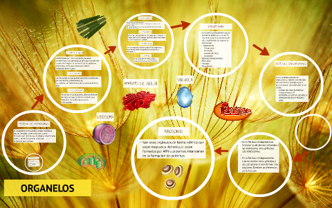 ORGANELOS by kenia gamboa on Prezi