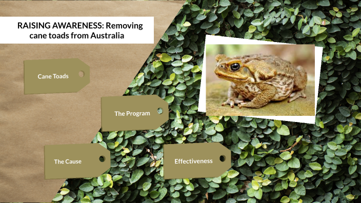 RAISING AWARENESS: Removing cane toads from Austrailia by Clara ...