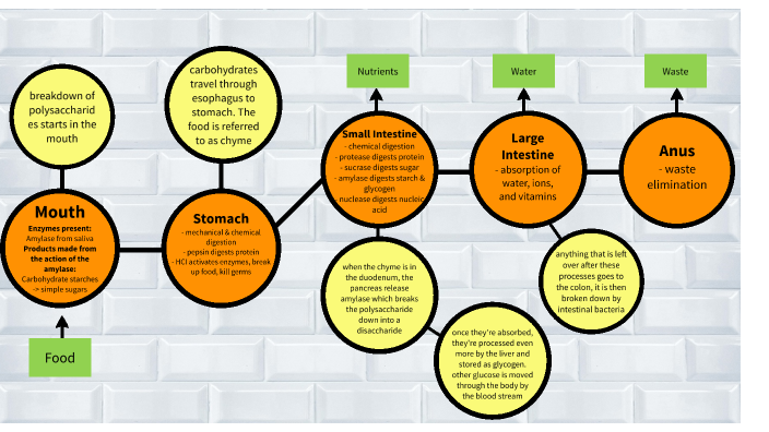 Flowchart of GI Tract by Shan Estrella on Prezi