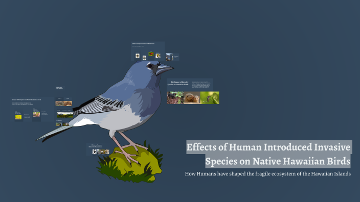 Effects of Human Introduced Invasive Species on Native Hawaiian Birds ...
