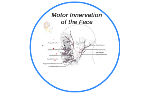 Motor Innervation of the Face by Maryann Forsell on Prezi