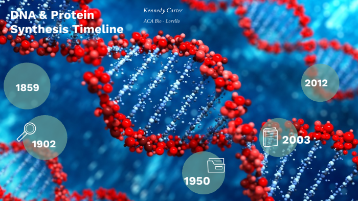 DNA & Protein Synthesis Timeline by Kennedy Carter on Prezi