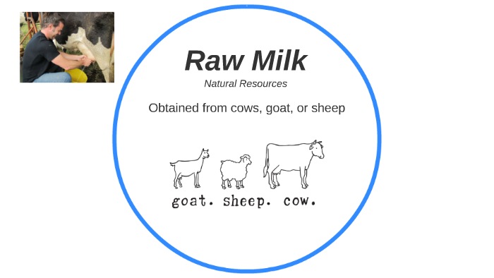 Cheese Flow Chart by on Prezi