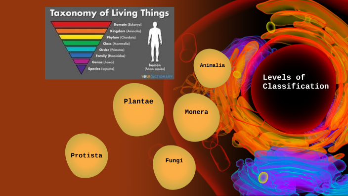 Science_T3_Levels of Classfication_Isaac Tai by Isaac Tai on Prezi