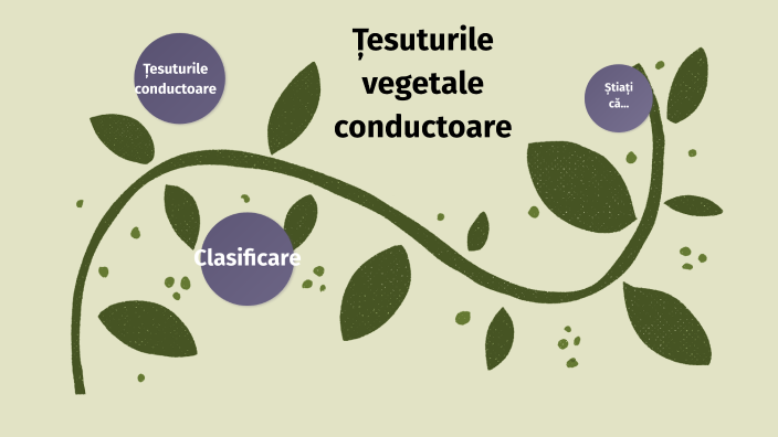 Tesuturile vegetale conducatoare by Chelaru Mălina on Prezi