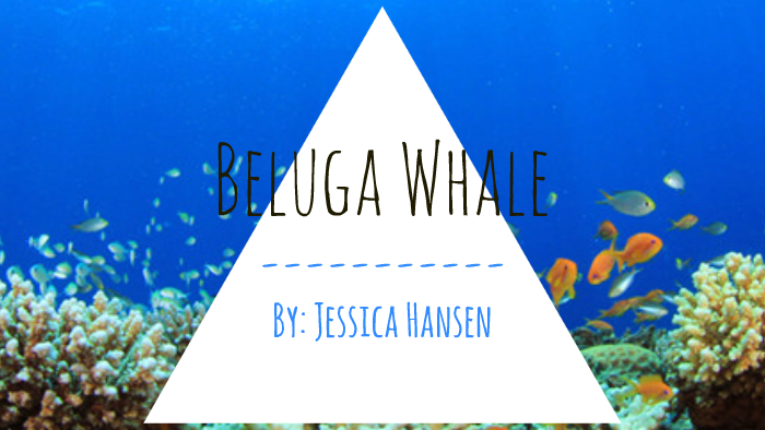 Beluga Whale by Jessica hansen on Prezi