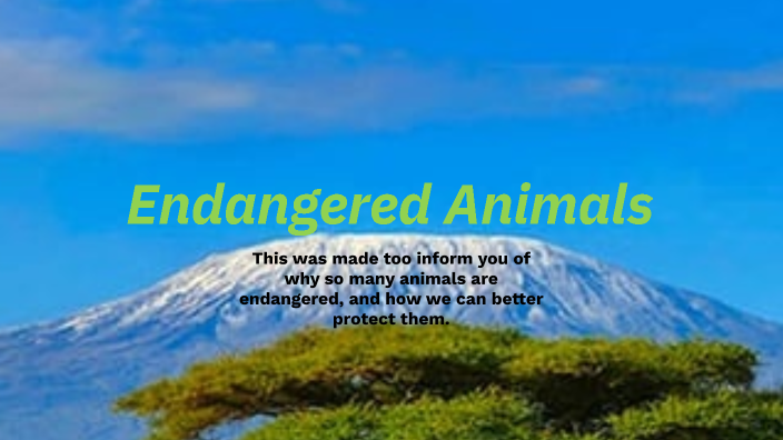 Endangered Animals by Aiden V on Prezi
