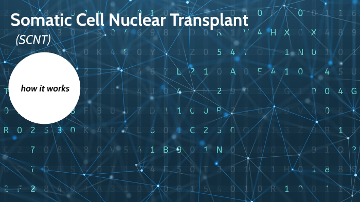 Somatic Cell Nuclear Transplant (SCNT) by jennifer davis on Prezi