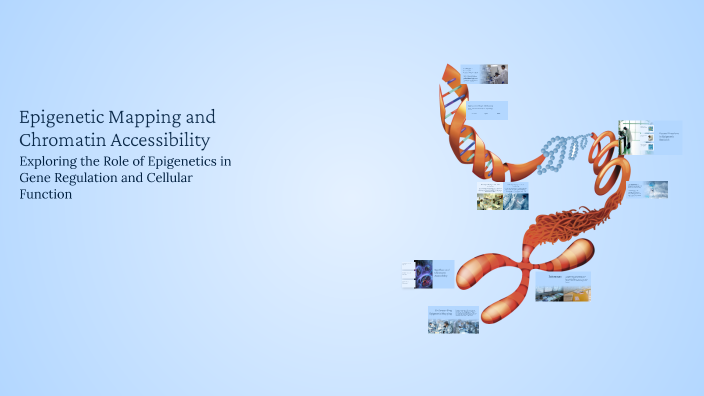 Epigenetic Mapping and Chromatin Accessibility by Youssef Hassan on Prezi