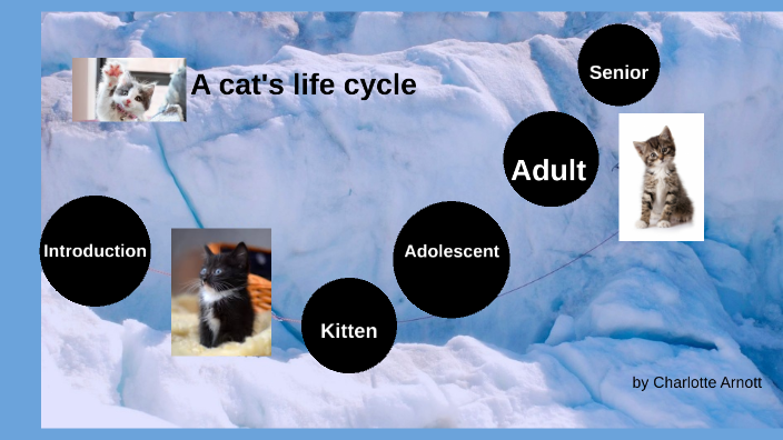 A Cat's life cycle by charlotte a on Prezi