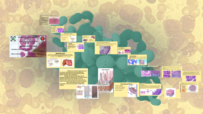 Barsak Histolojisi by Perihan Nur Çoban on Prezi