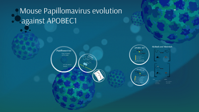EA Research Proposal: Papillomavirus evolution against APOBEC by Andy ...