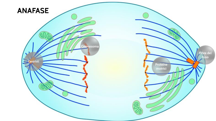 Anafase by Cane di Sant'Ambrogio on Prezi