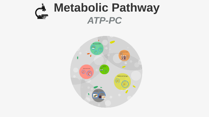Metabolic Pathway: ATP-PC by Gabriella Horsman on Prezi
